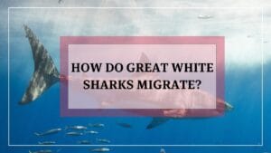 The Great Migration: How Do Great White Sharks Migrate? - Animalsman