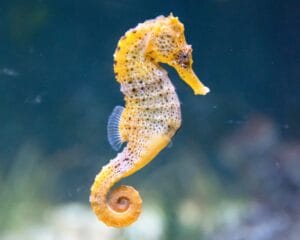 How Are Seahorses Classified? A Complete Taxonomic Classification ...