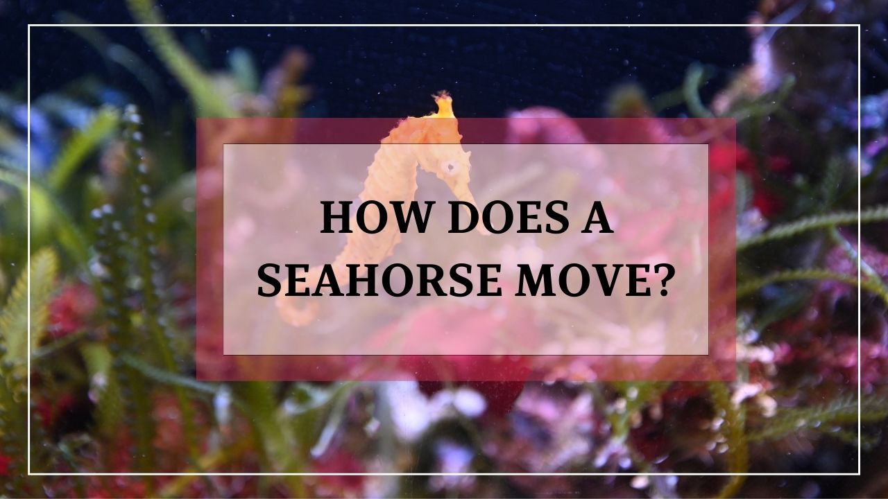 A Full Guide On How A Seahorse Moves - Animalsman