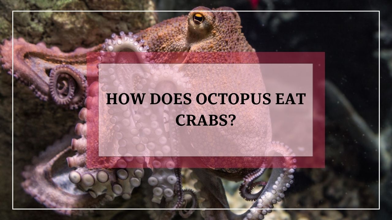 How Does Octopus Eat Crabs? - Animalsman
