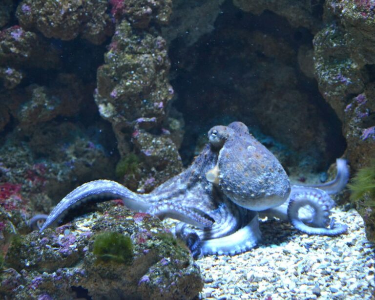 How Does Octopus Eat Crabs? - Animalsman