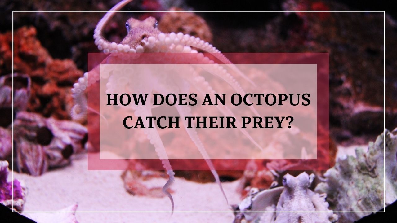 An Ultimate Guide To How Octopus Catch Their Prey - Animalsman