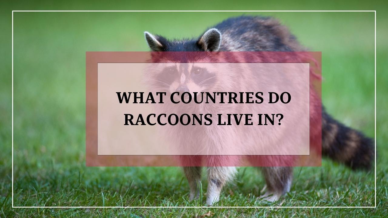 What Countries Do Raccoons Live In? - Animalsman