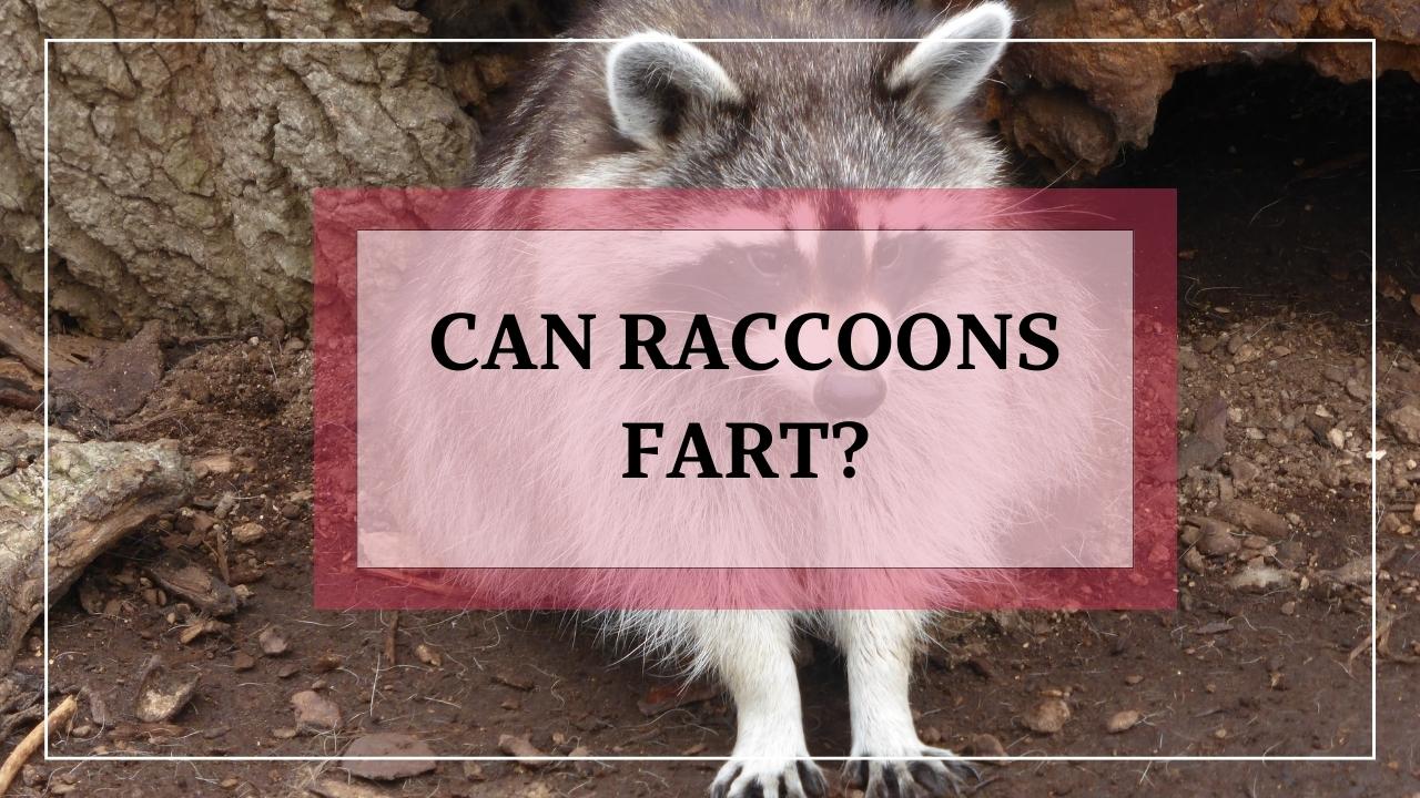 Can Raccoons Fart? - Animalsman