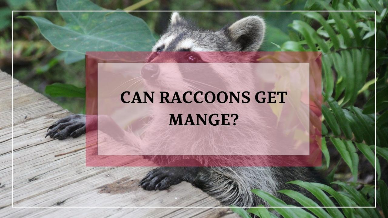 Can Raccoons Get Mange? - Animalsman
