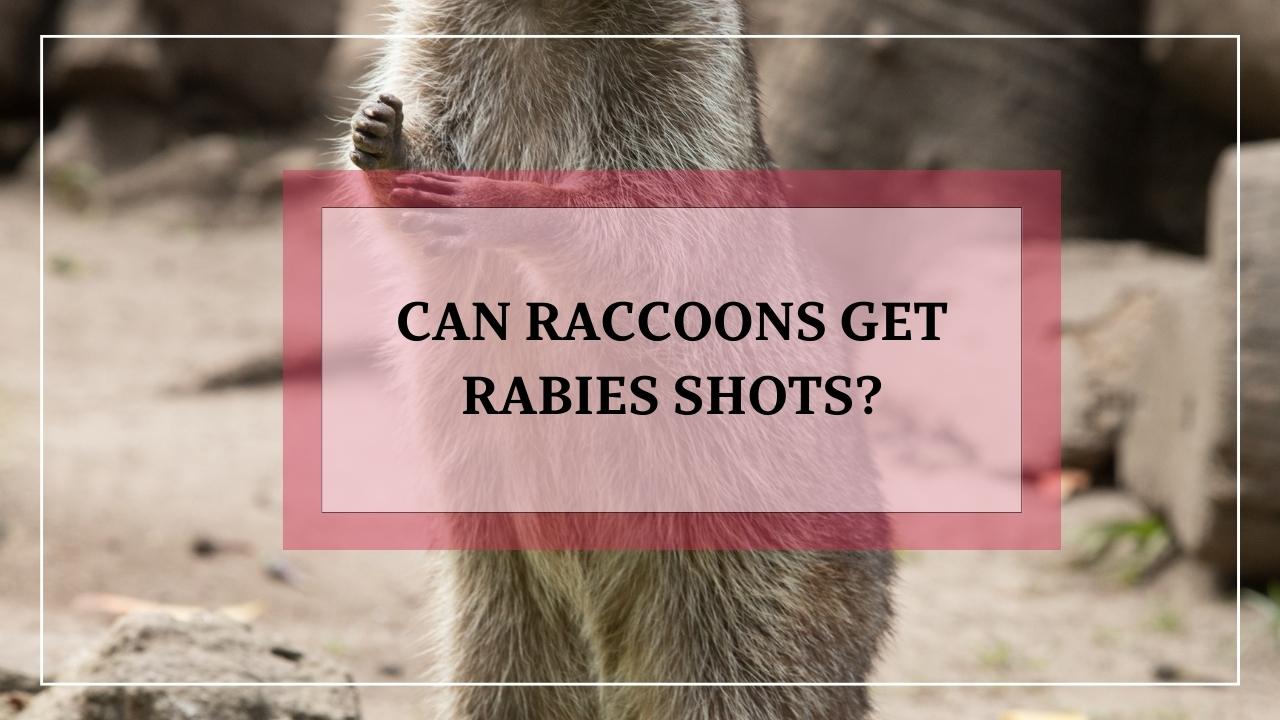 Can Raccoons Get Rabies Shots? - Animalsman
