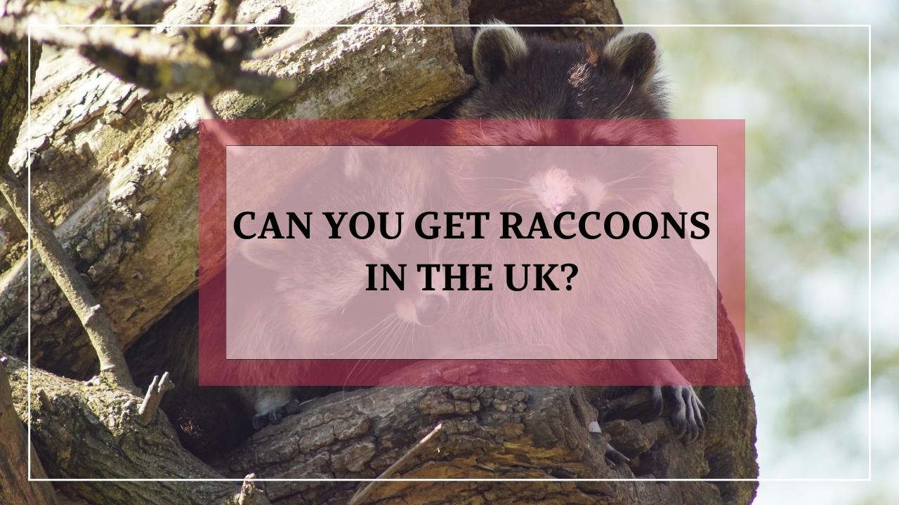 Can You Get Raccoons In The Uk? - Animalsman