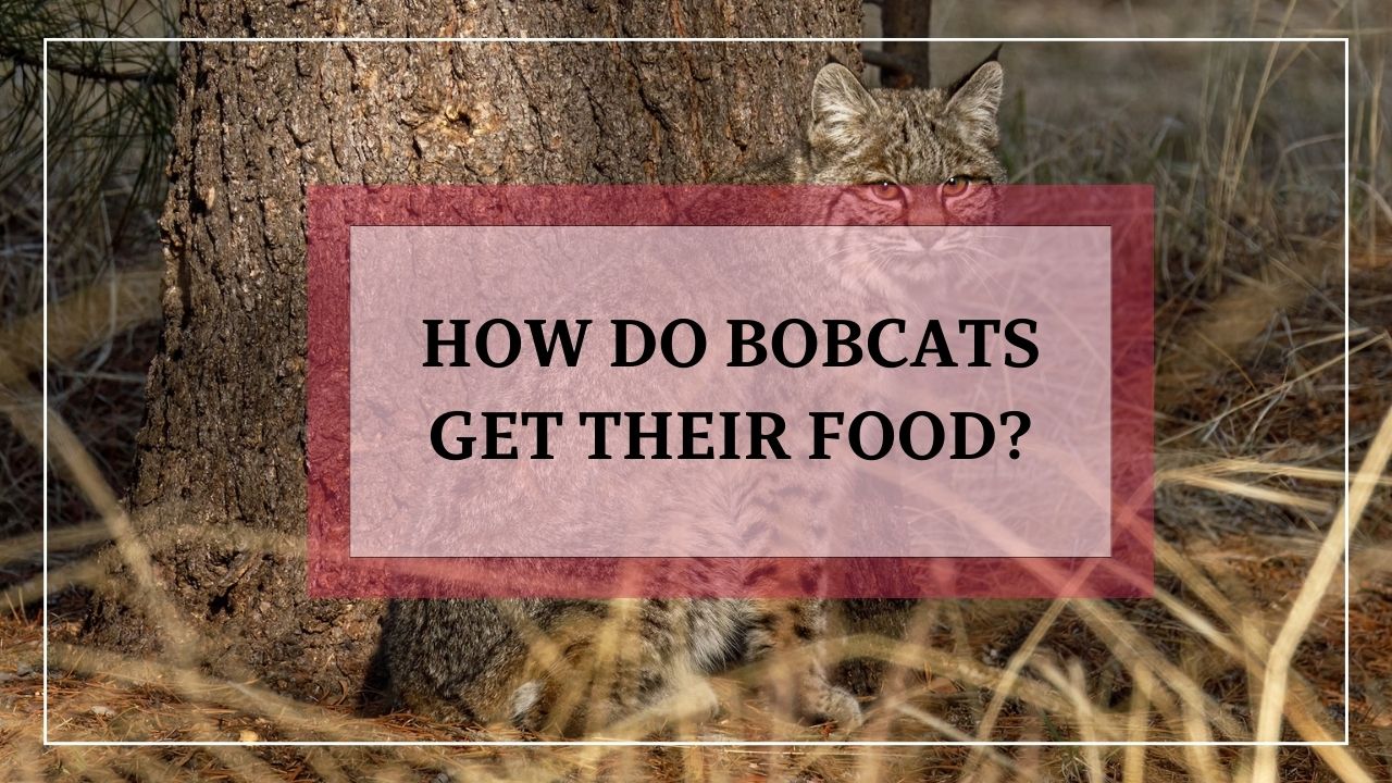 How Do Bobcats Get Their Food? - Animalsman