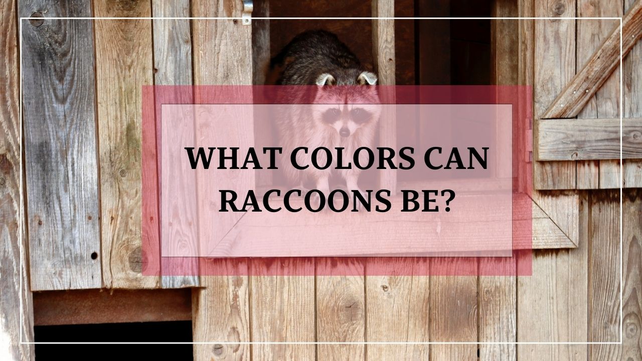 What Colors Can Raccoons Be? - Animalsman