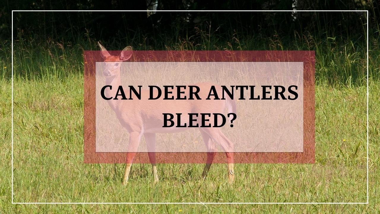 Can Deer Antlers Bleed - Animalsman