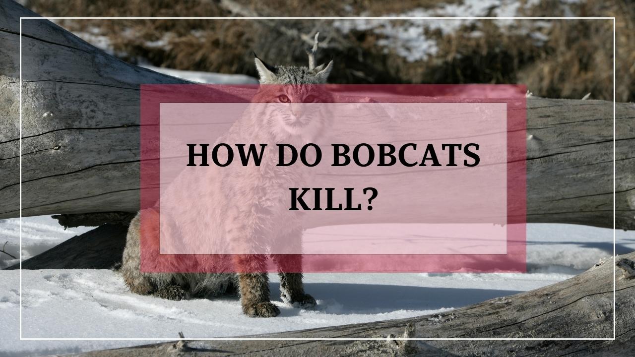 How Do Bobcats Kill - Animalsman