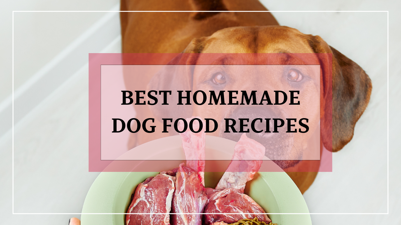5 Best Homemade Dog Food Recipes: Nutritious and Easy Meals for Your Furry Friend - Animalsman