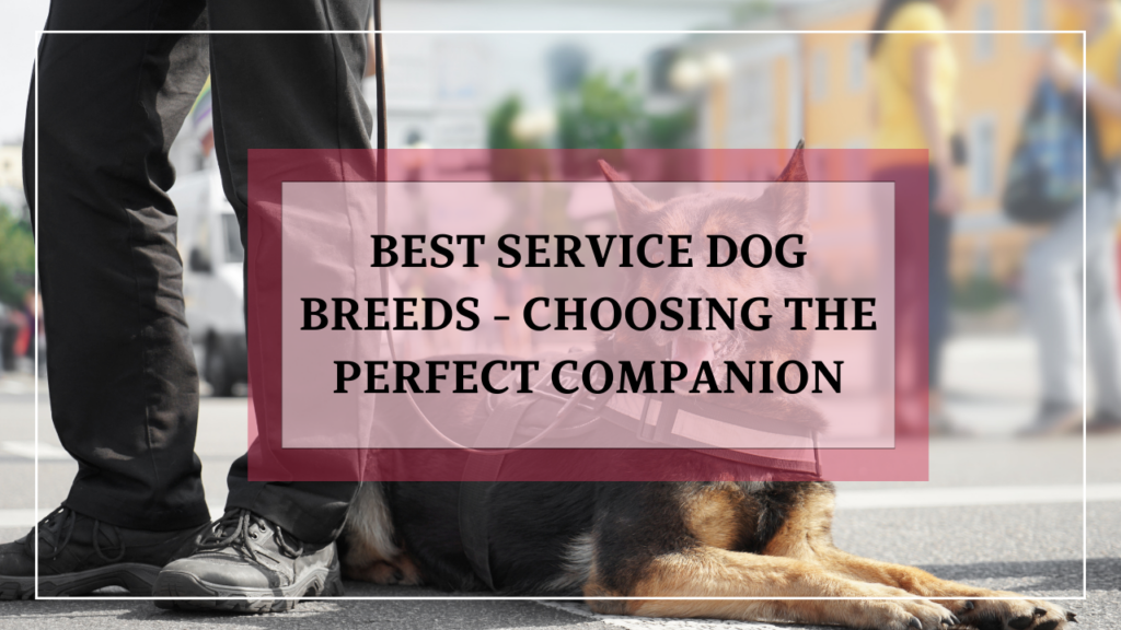 Best Service Dog Breeds – The Ultimate Guide to Choosing the Perfect ...