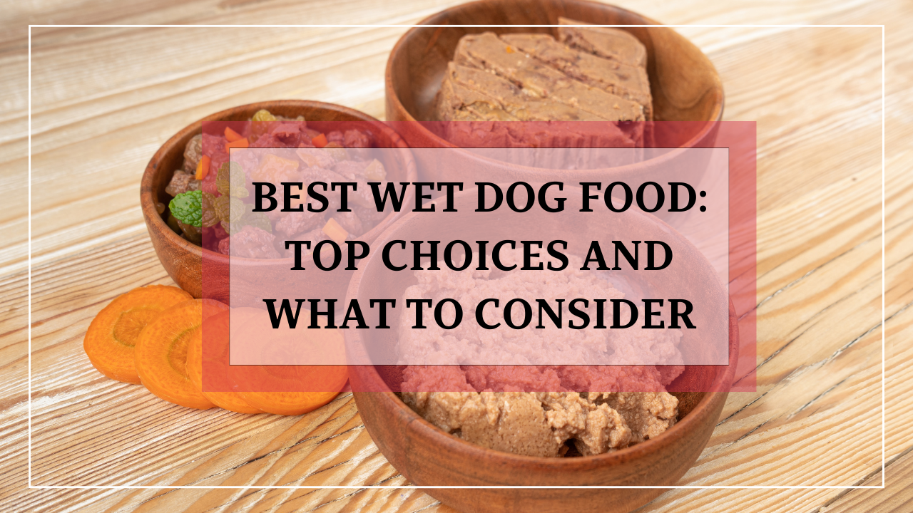 Best Wet Dog Food: Top Choices and What to Consider - Animalsman