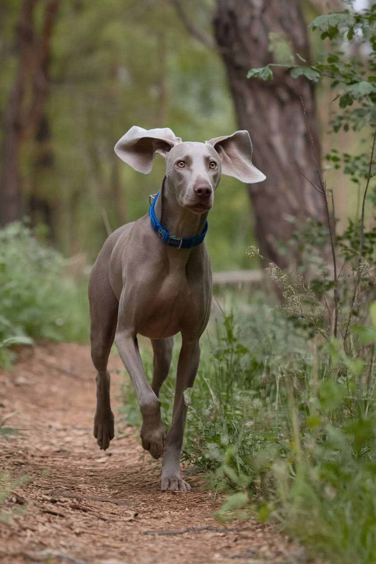 Best Big Dog Breeds – Your Ultimate Guide to Choosing the Perfect Large ...