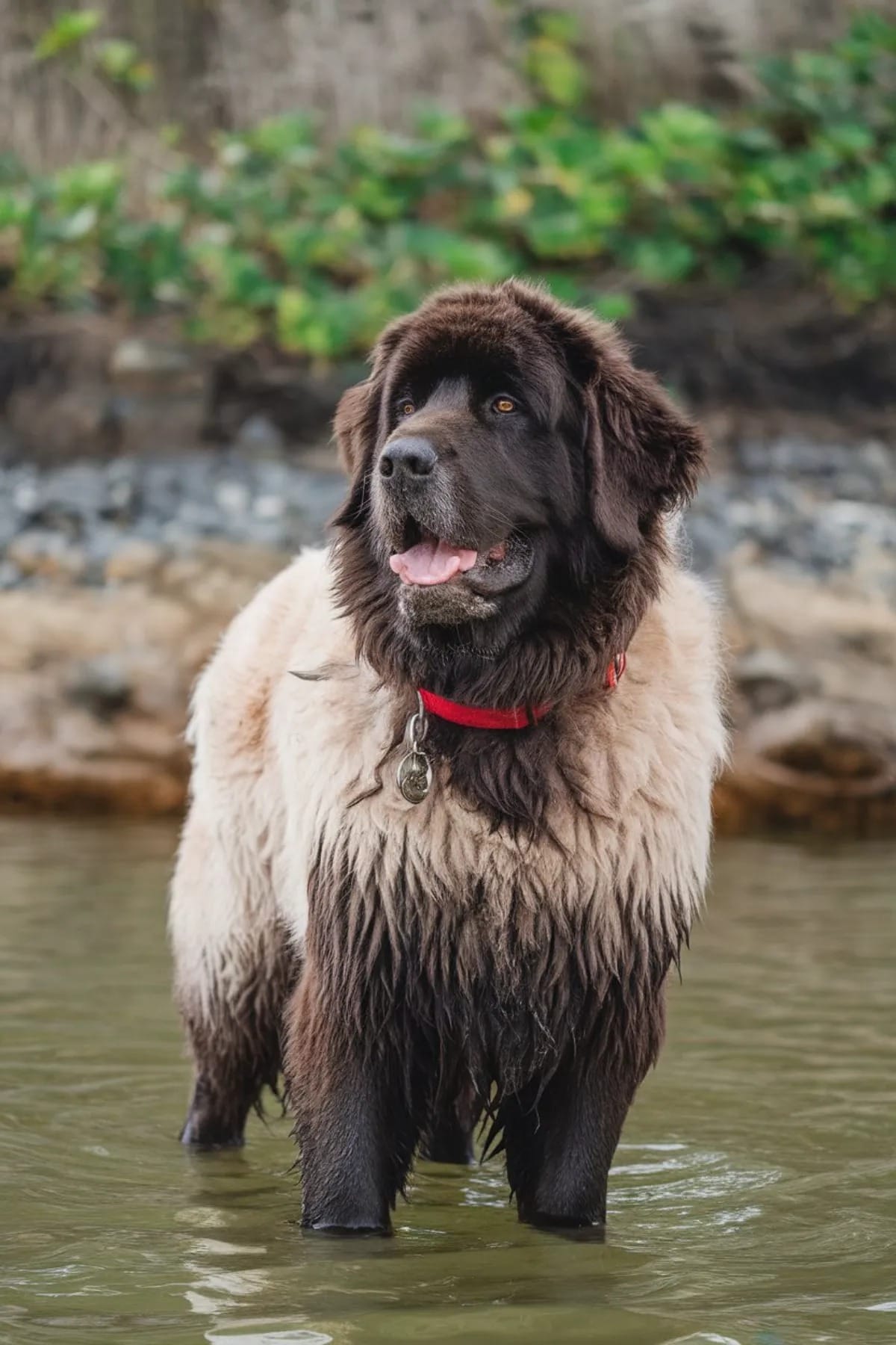 Best Big Dog Breeds – Your Ultimate Guide to Choosing the Perfect Large ...