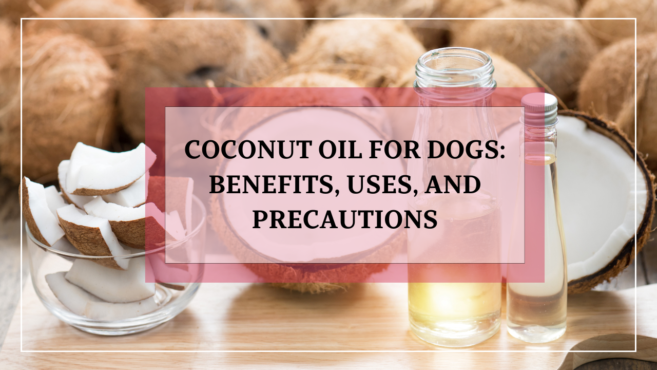 Coconut Oil for Dogs: Benefits, Uses, and Precautions - Animalsman