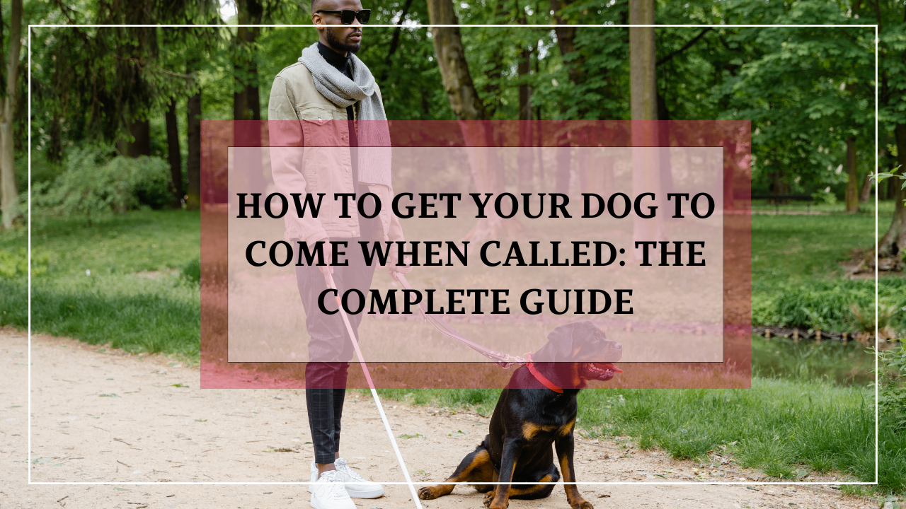 Your Dog Ignores You When You Call Here's Exactly How to Fix That ...