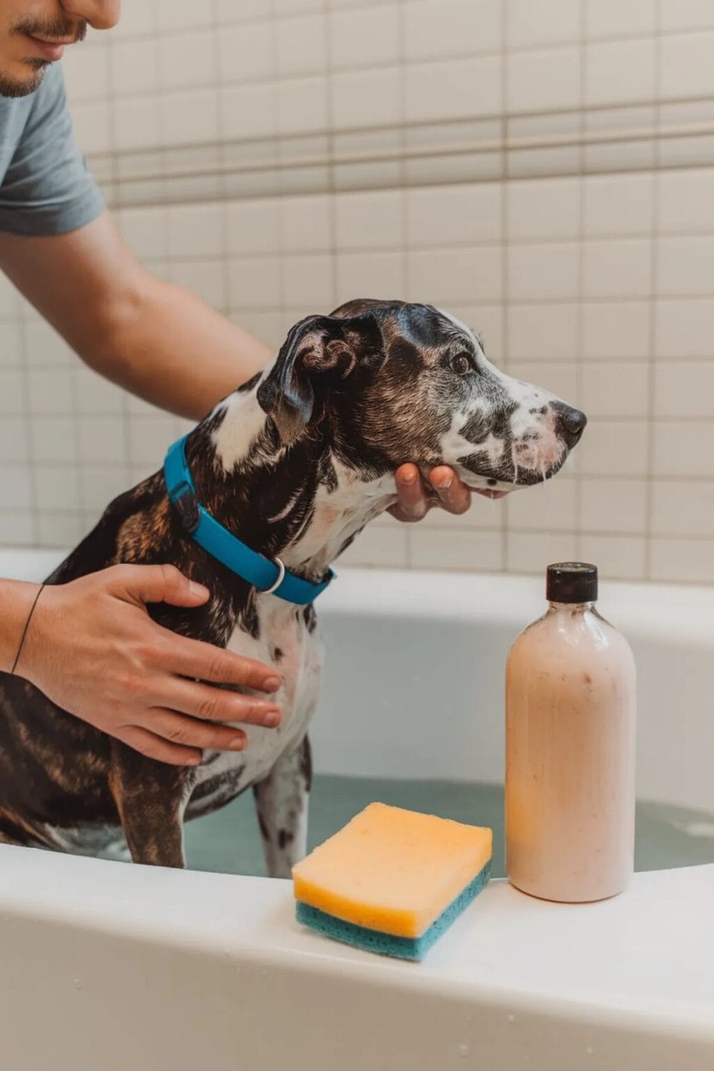 Best Homemade Dog Shampoo: Easy DIY Recipes and Tips for Your Dog's ...