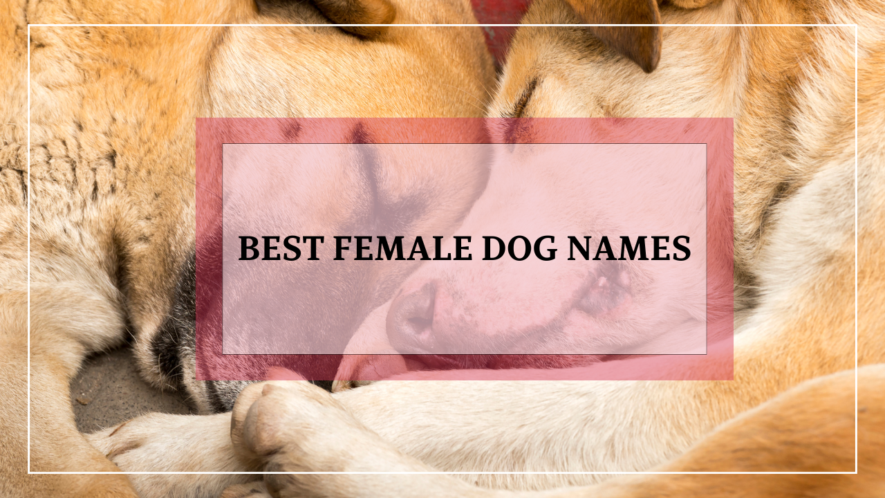 Top +21 Best Female Dog Names: Unleash Your Creativity and Discover the ...