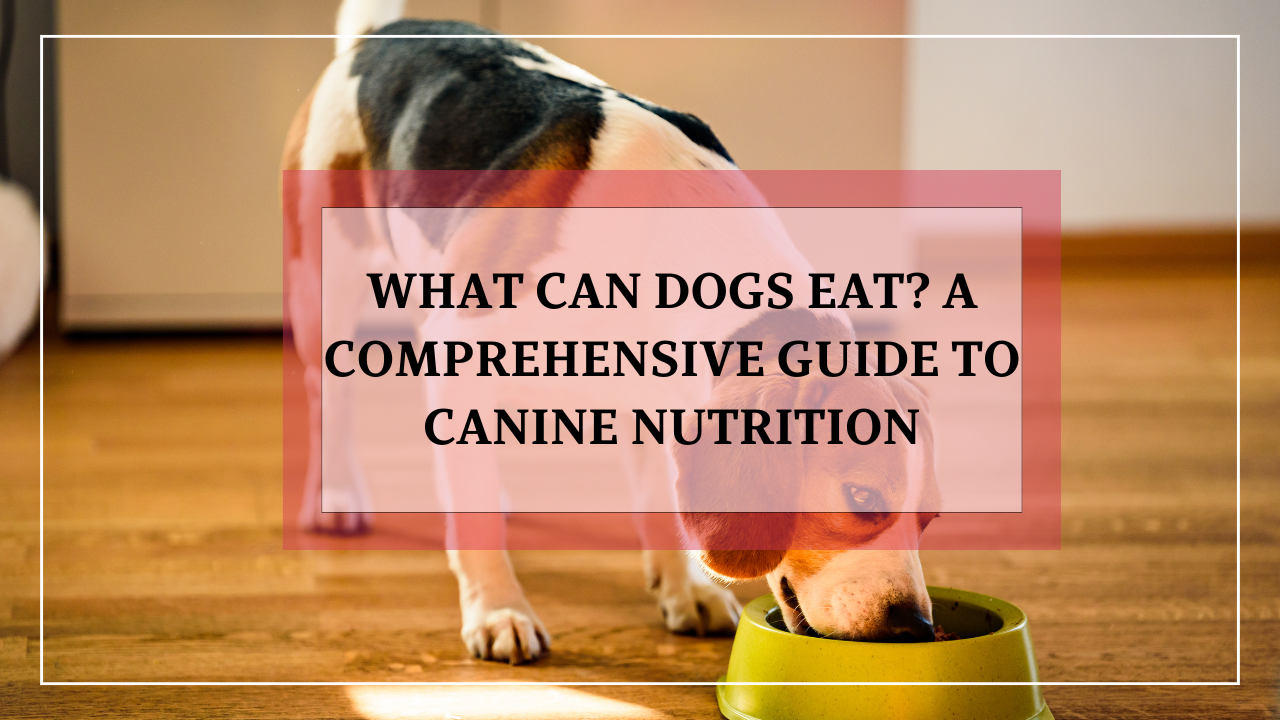 What Can Dogs Eat? A Comprehensive Guide to Canine Nutrition - Animalsman