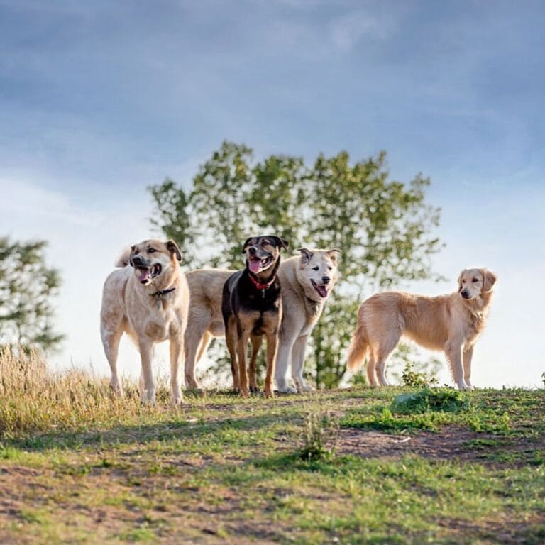 10 Dog Park Features That Make Dogs (and Owners) Actually Want to Stay ...