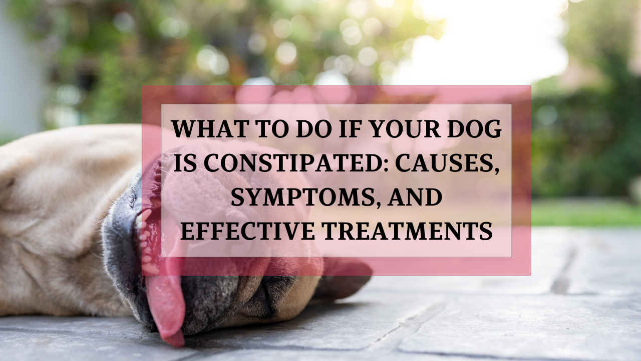 What to Do If Your Dog Is Constipated: Causes, Symptoms, and Effective ...