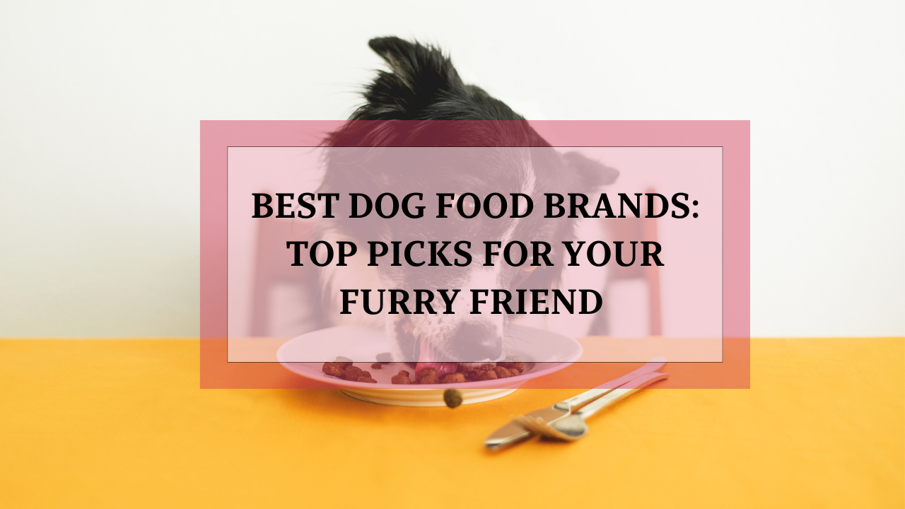 Best Dog Food Brands: Top Picks for Your Furry Friend - Animalsman
