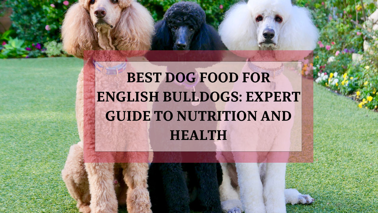 Best Dog Food for English Bulldogs: Expert Guide to Nutrition and ...
