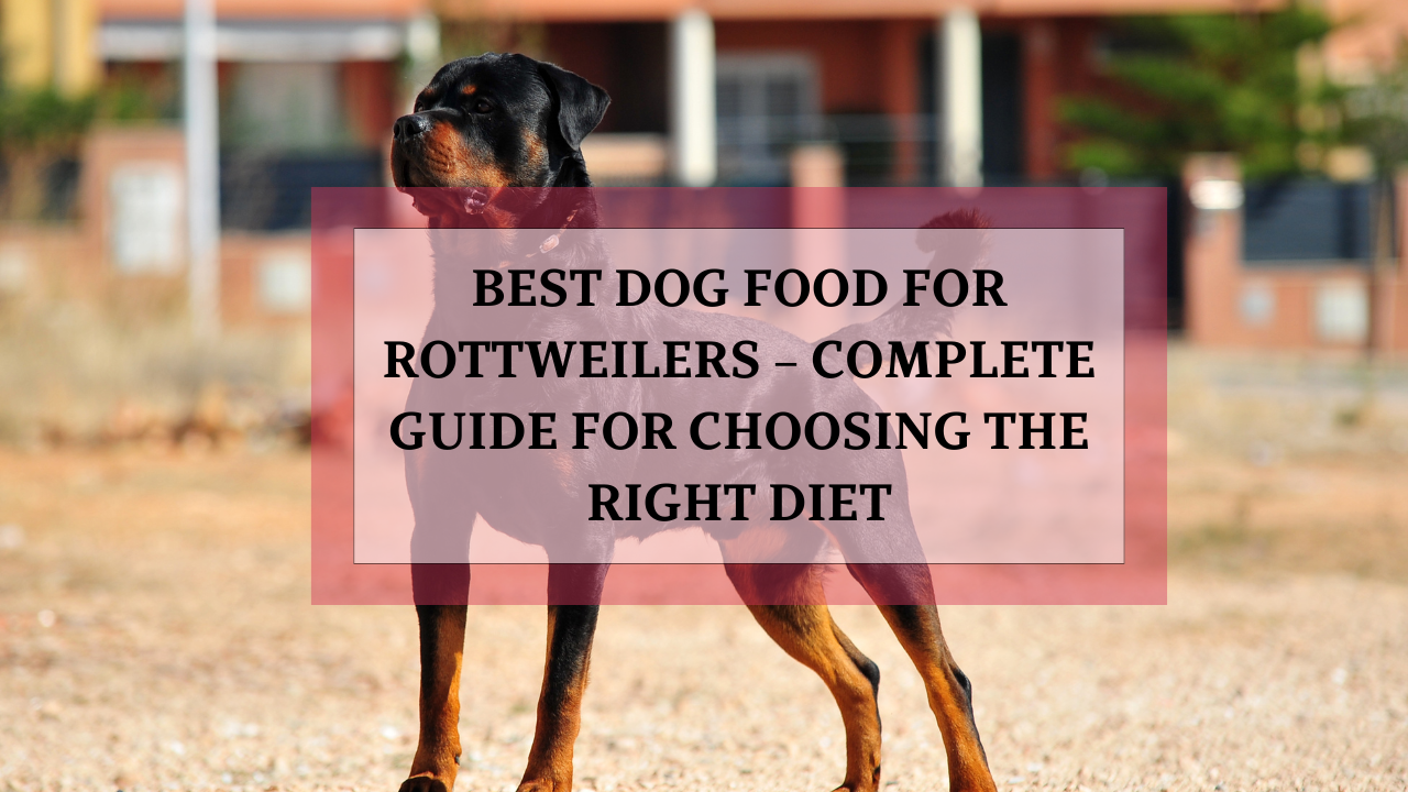 Best Dog Food for Rottweilers – Complete Guide for Choosing the Right ...