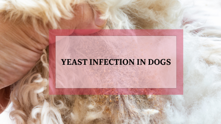 Dog Yeast Infections: What's Really Causing Them and How to Stop It ...