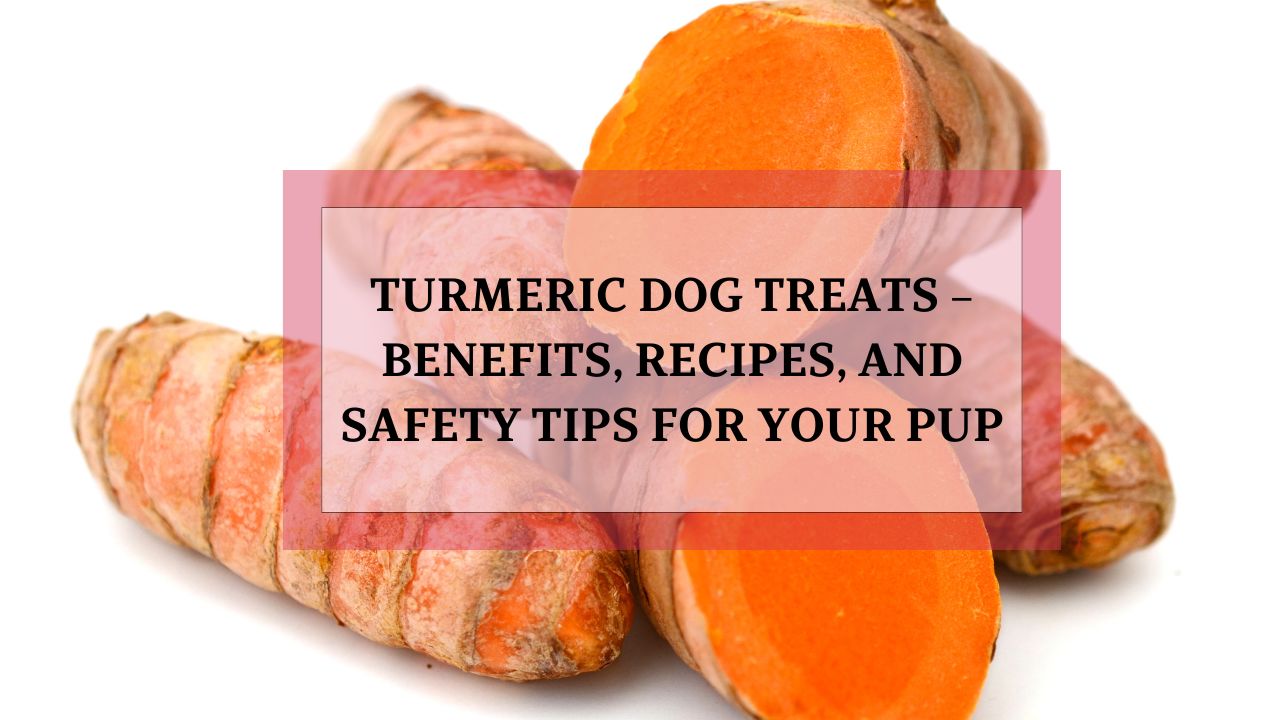 Turmeric Dog Treats – Benefits, Recipes, and Safety Tips for Your Pup ...