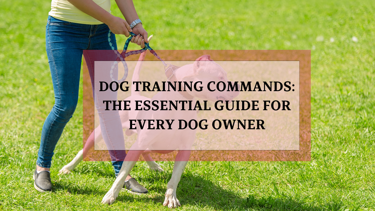 Dog Training Commands: The Essential Guide for Every Dog Owner - Animalsman
