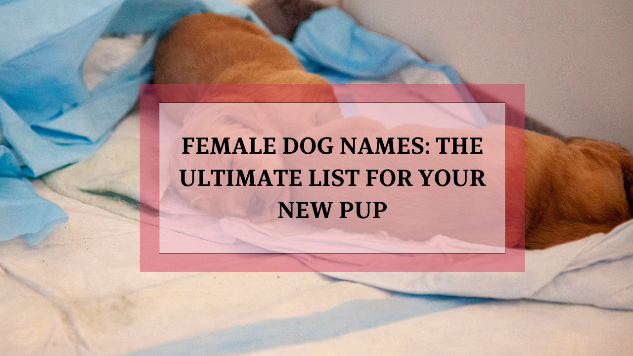 Female Dog Names: The Ultimate List for Your New Pup - Animalsman