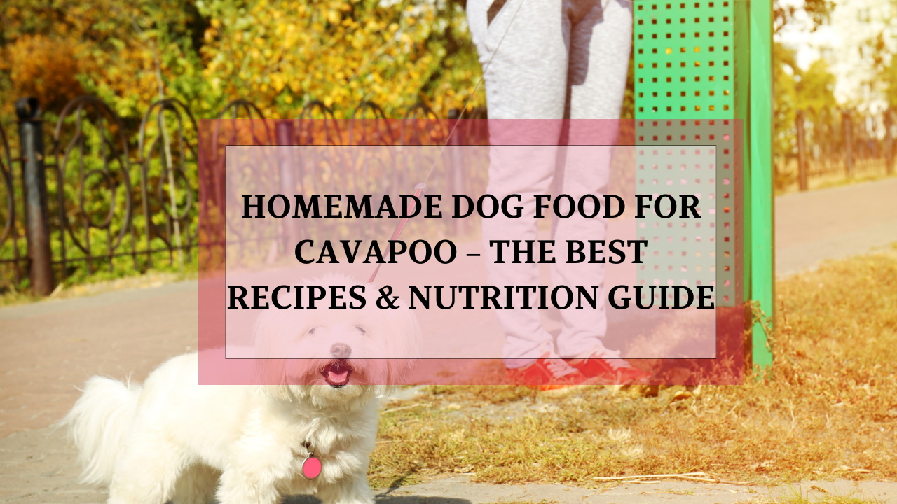 Homemade Dog Food for Cavapoo – The Best Recipes & Nutrition Guide ...