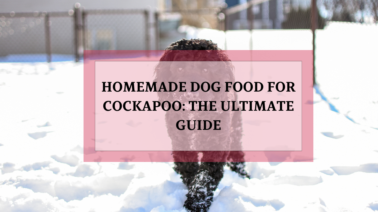 Homemade Dog Food for Cockapoo: The Ultimate Guide - Animalsman