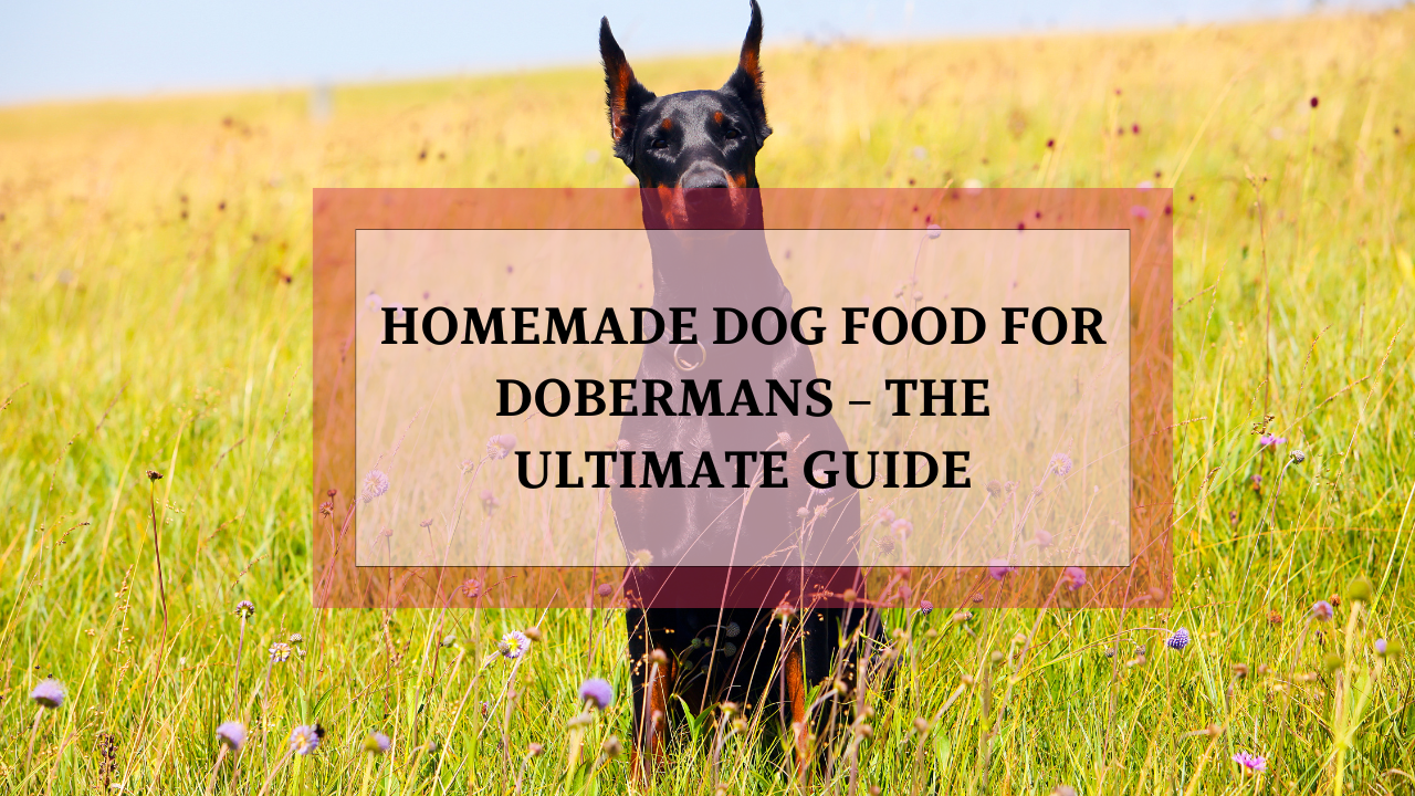 Homemade Dog Food for Dobermans – The Ultimate Guide - Animalsman