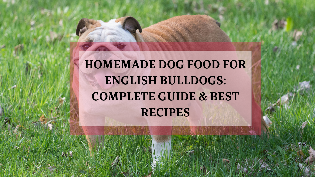 Homemade Dog Food for English Bulldogs: Complete Guide & Best Recipes ...