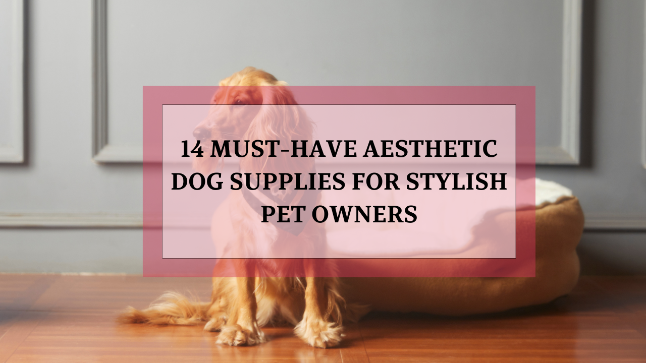 14 Must-Have Aesthetic Dog Supplies for Stylish Pet Owners - Animalsman