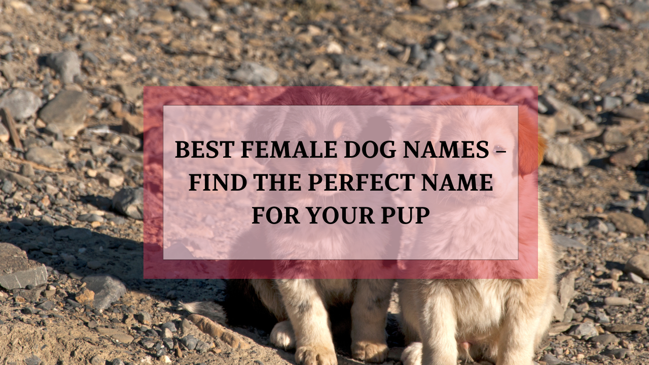 Best Female Dog Names – Find the Perfect Name for Your Pup - Animalsman