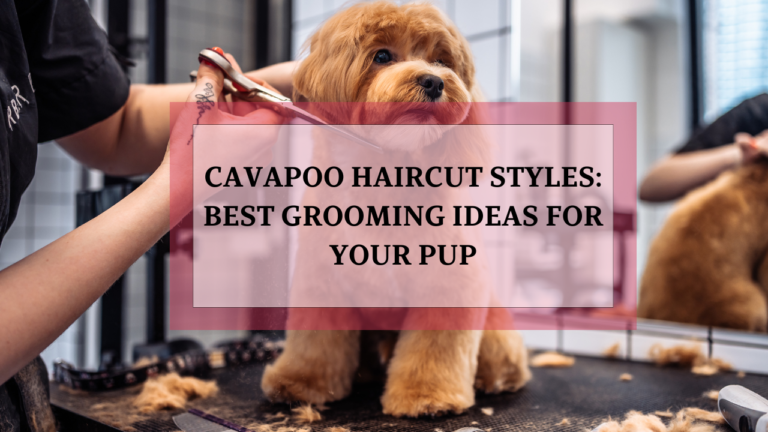 Cavapoo Haircut Styles: Best Grooming Ideas for Your Pup - Animalsman