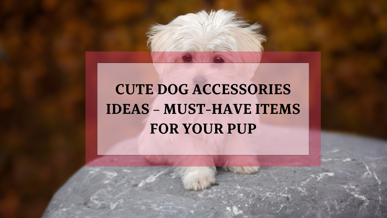 Cute Dog Accessories Ideas – Must-Have Items for Your Pup - Animalsman