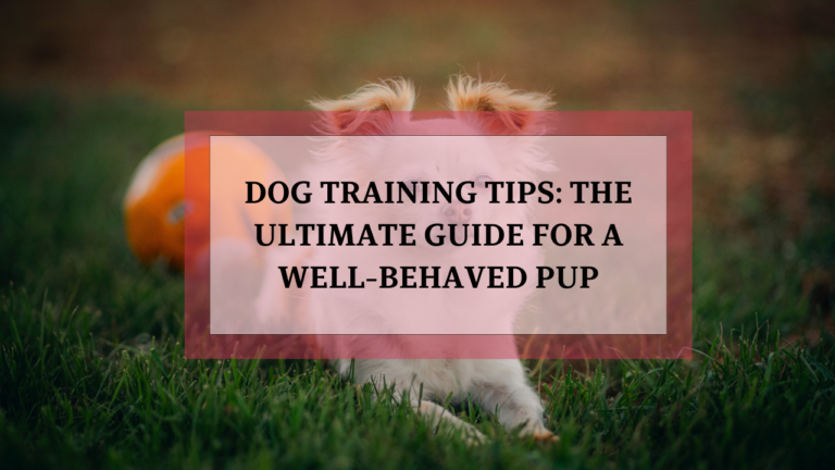 Dog Training Tips: The Ultimate Guide for a Well-Behaved Pup - Animalsman