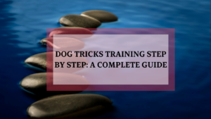 Dog Tricks Training Step by Step: A Complete Guide - Animalsman
