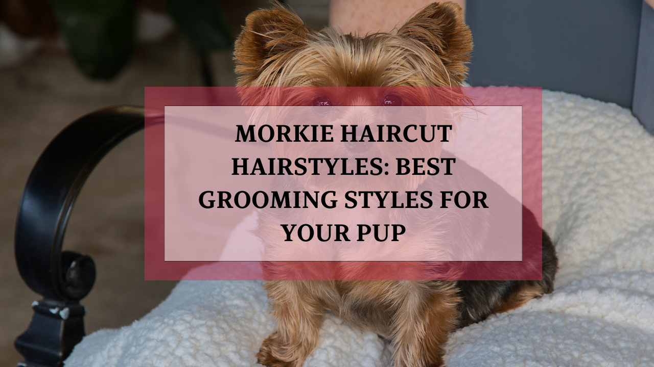 Morkie Haircut Hairstyles: Best Grooming Styles for Your Pup - Animalsman