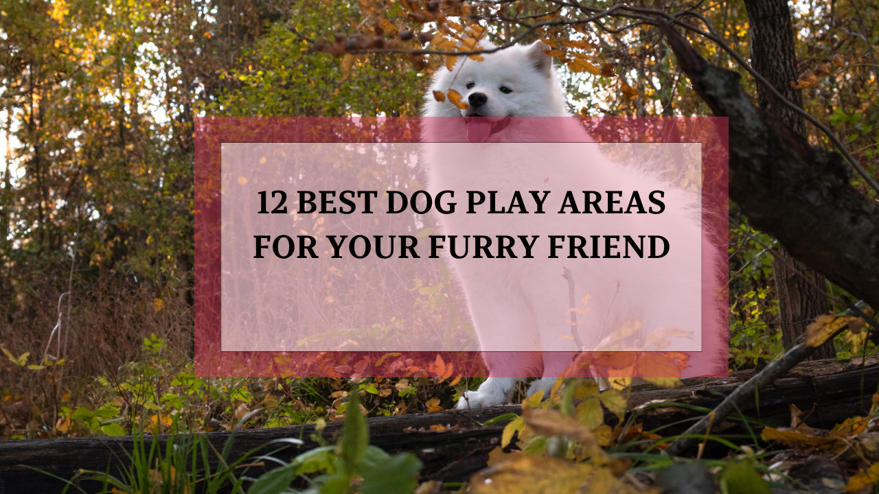 12 Best Dog Play Areas for Your Furry Friend - Animalsman