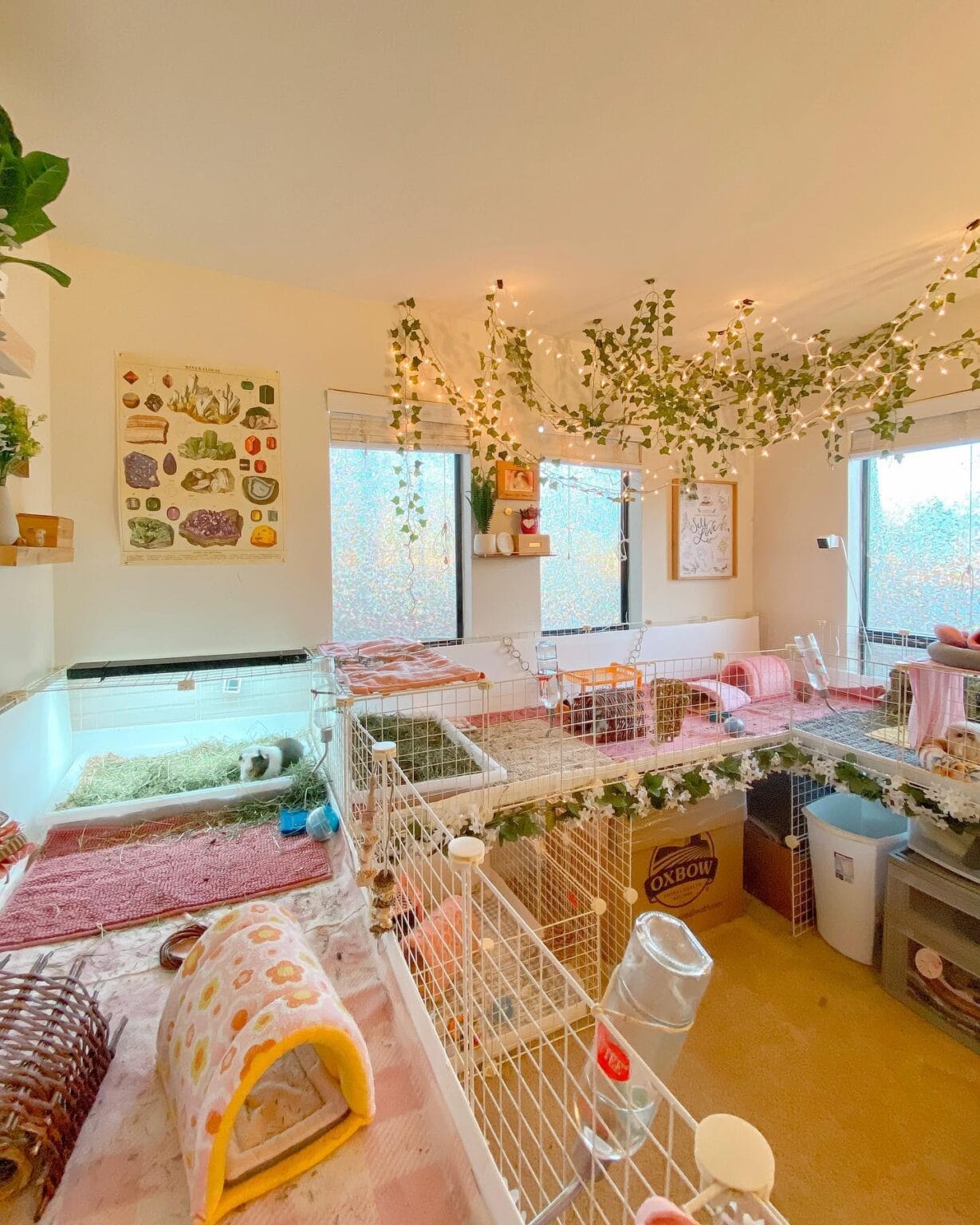 15 Pet Room Designs That Prove Function and Style Can Coexist - Animalsman