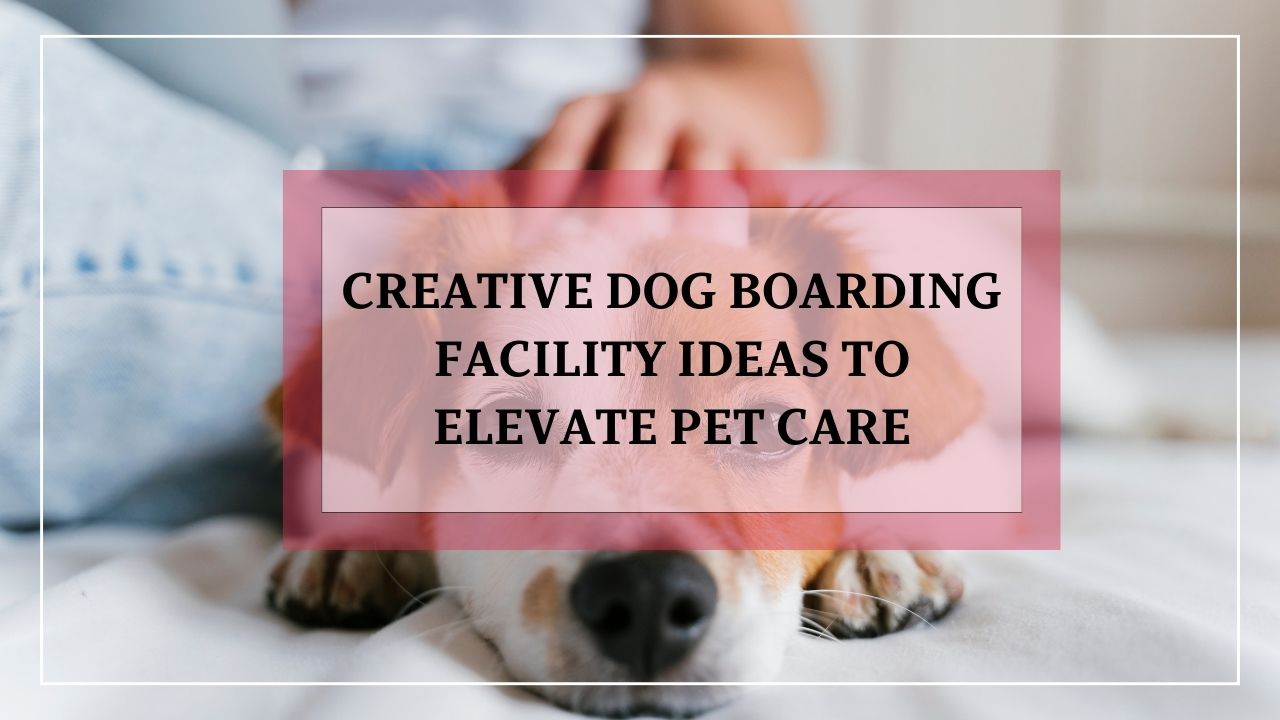 12 Dog Boarding Design Ideas That Keep Dogs Calm and Clients Coming ...