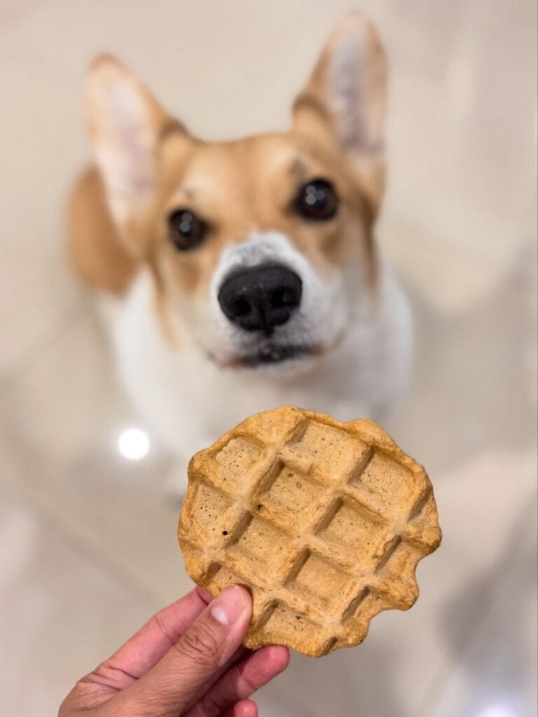 19 Must-Try Homemade Dog Snack Recipes - Animalsman