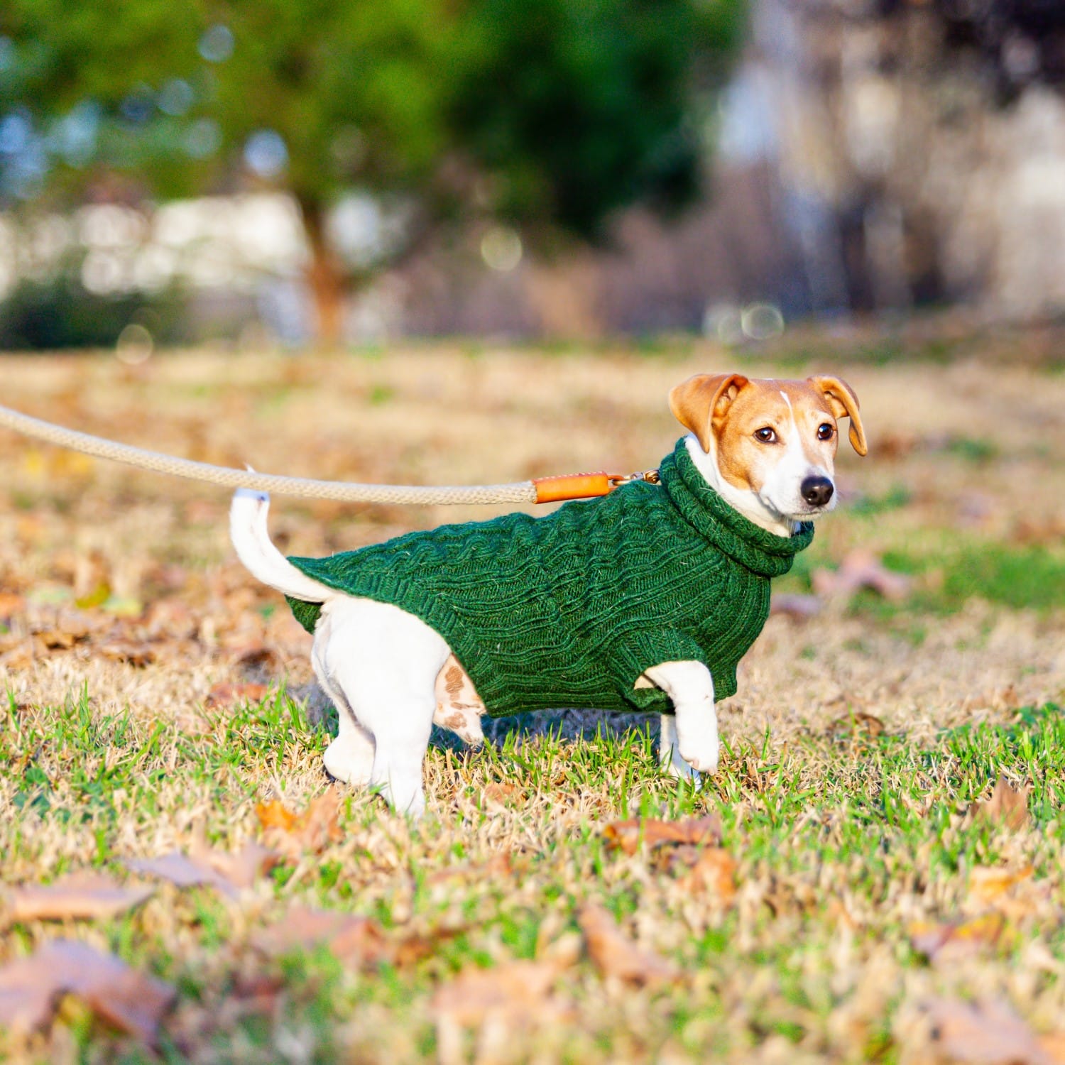 7 Adorable DIY Dog Clothes Ideas to Try - Animalsman